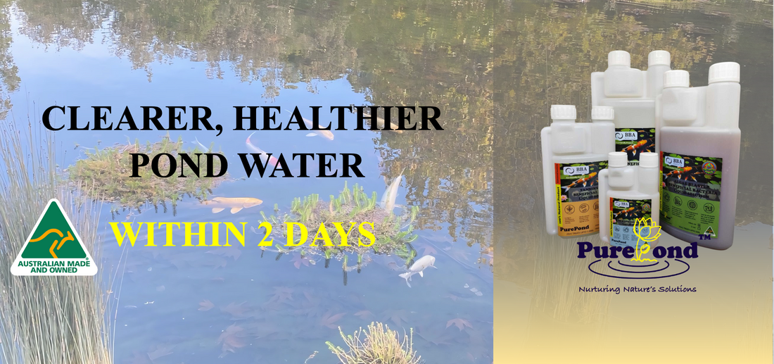Pond – BBA Biosolution